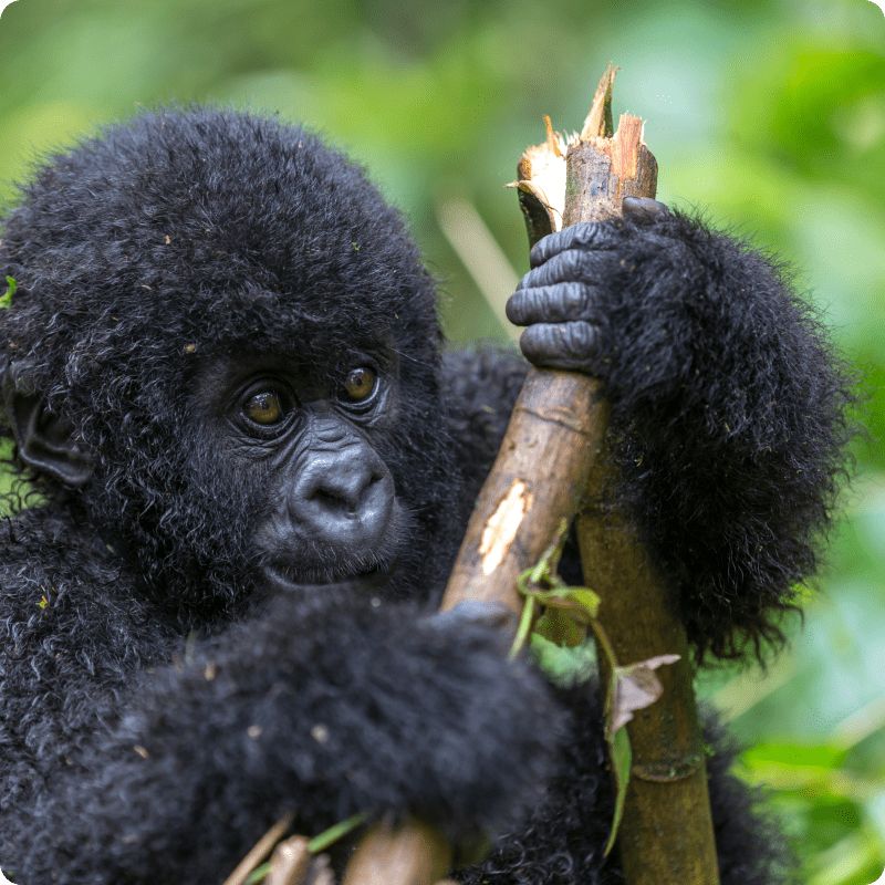DGB | DRC Reforestation Project, Democratic Republic of the Congo (DRC)
